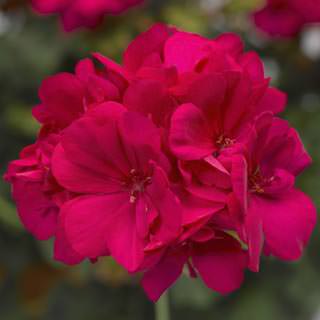 Polviseča pelargonija- Calliope Rose - Vrtnarstvo Čadež