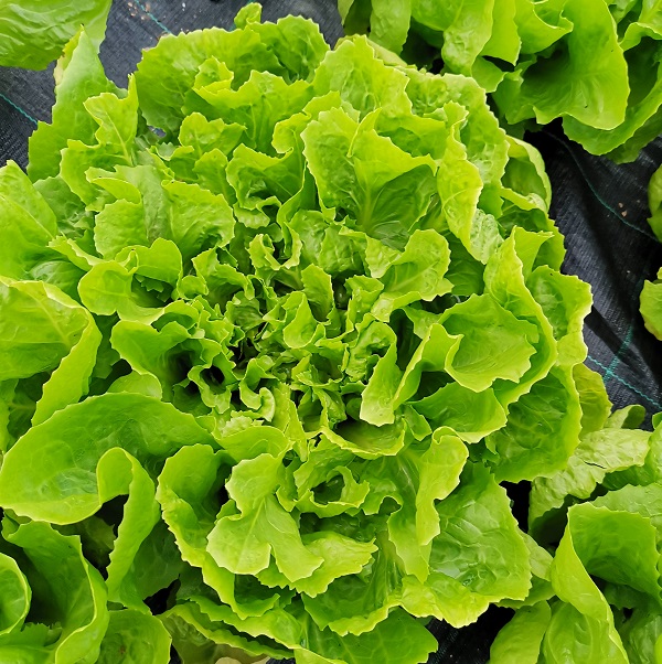 EKOLOŠKA Endivja 9 SADIIK - Vrtnarstvo Čadež