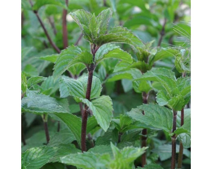 Meta poprova EKO - Vrtnarstvo Čadež