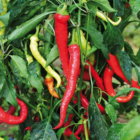 Ekološki Sladki feferoni- Milderspiral 6 sadik - Vrtnarstvo Čadež