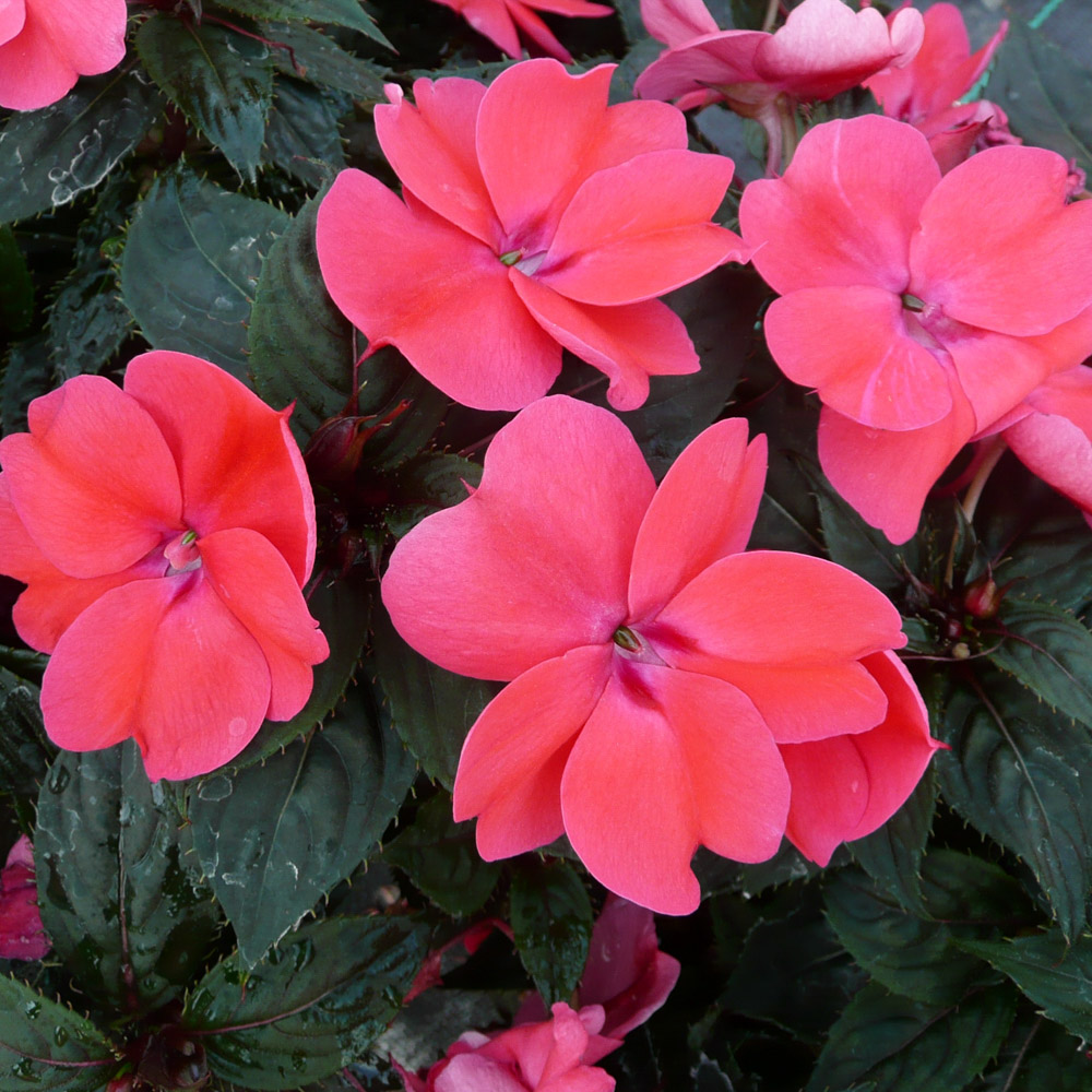 Sončna vodenka-Compact Deep Rose - Vrtnarstvo Čadež